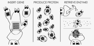 Enzyme Structures - Enzyme PNG Image | Transparent PNG Free Download on ...