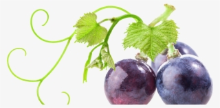 Videira - Ramo De Videira Png PNG Image | Transparent PNG Free Download ...