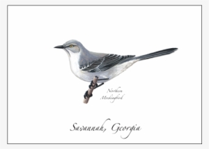 Northern Mockingbird PNG Image | Transparent PNG Free Download on SeekPNG