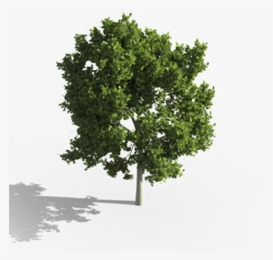 Aerial Tree Png PNG Images | PNG Cliparts Free Download on SeekPNG