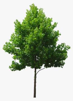 Small Tree I - Small Tree Cut Out PNG Image | Transparent PNG Free ...