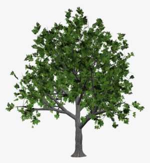 Drawn Shrub Plane Tree - Png Format Tree Png File PNG Image ...