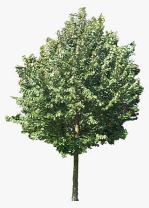 Tree Cut Out Picture In Png - Portable Network Graphics PNG Image ...