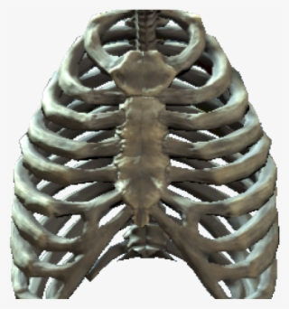 Png File Svg - Skeleton Rib Cage Png PNG Image | Transparent PNG Free ...