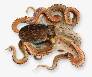 Octopus PNG Images | PNG Cliparts Free Download on SeekPNG