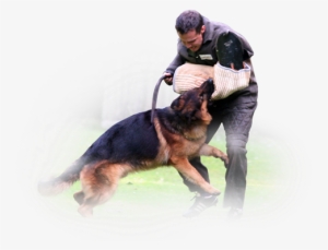 Protection Dog, Protection Work, Bite Work, German - Protection Work ...