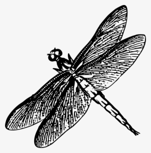 Vector Royalty Free Download Dragonflies Drawing Heart - Dragonfly ...