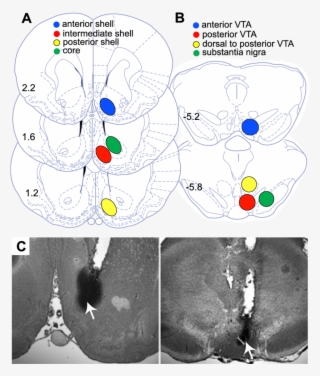 Nucleus Software - Nse:nucleus PNG Image | Transparent PNG Free ...