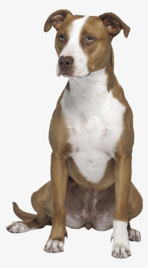 Pit Bull PNG Images | PNG Cliparts Free Download on SeekPNG