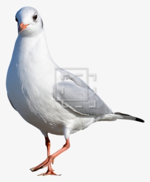 Birds Eye View People Cutout Png PNG Image | Transparent PNG Free ...