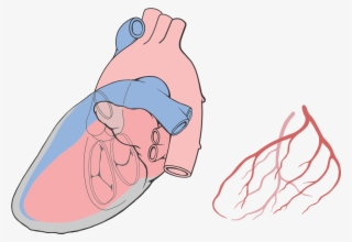 Heart Left Lateral Diagrams - Heart Lateral PNG Image | Transparent PNG ...