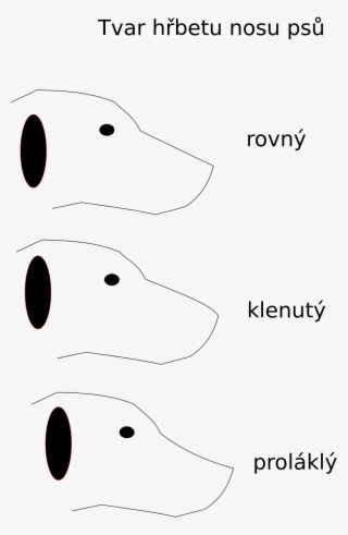 Snout PNG Image | Transparent PNG Free Download on SeekPNG