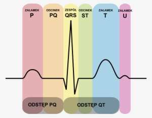 By - Ecg For Beginners PNG Image | Transparent PNG Free Download on SeekPNG