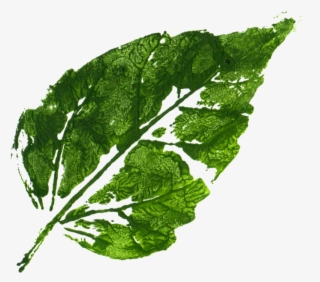 Mustard Greens Png Image2 - Mustard Greens Png PNG Image | Transparent ...