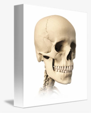 Anatomy Of By Stocktrek Images - Skeleton Face Side View PNG Image ...