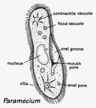 Eukaryotic Cells-protist Cell - Kingdom Protista Examples PNG Image ...