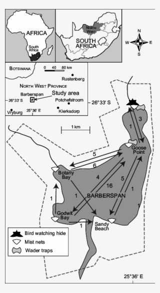 Symbols Show The Location Of Mist Nets And Wader Traps - Barberspan ...