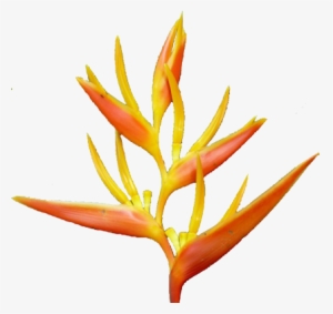 Jungle Flower Png PNG Image | Transparent PNG Free Download on SeekPNG