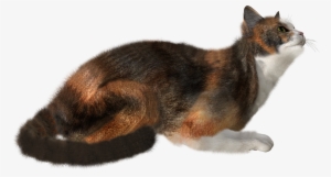 Cat Png Small PNG Image | Transparent PNG Free Download on SeekPNG