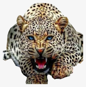 Wild Animals Transparent Background PNG Image | Transparent PNG Free ...