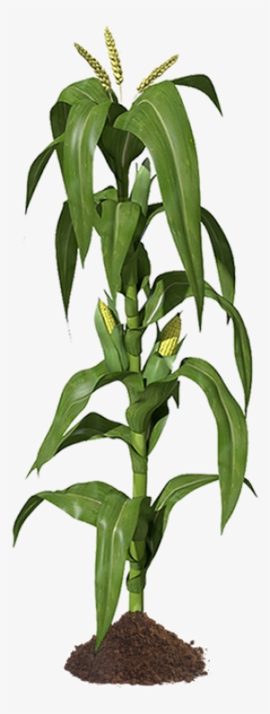 Corn Stalk Png - Transparent Corn Stalks Png PNG Image | Transparent ...