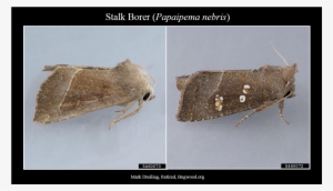 Southern Cornstalk - Stalk Borer PNG Image | Transparent PNG Free ...