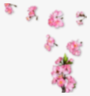 Right Side Sakura - Pink Divider Transparent Cherry Blossom PNG Image ...