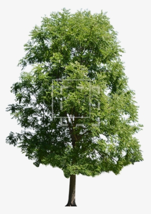 Bright Green Maple Tree - Tristaniopsis Laurina PNG Image | Transparent ...