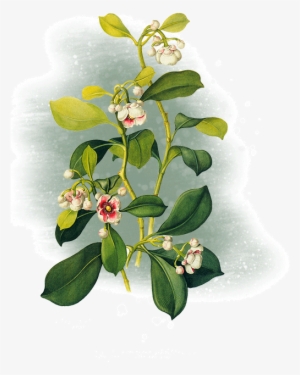 Margaret Mee - Moonflower - Png - Arctostaphylos Uva-ursi PNG Image ...