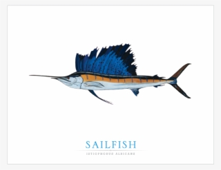 Atlantic Blue Marlin PNG Image | Transparent PNG Free Download on SeekPNG