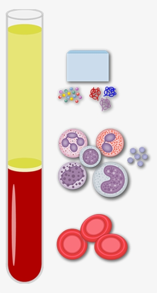 General Composition Of Blood - Blood Composition PNG Image ...