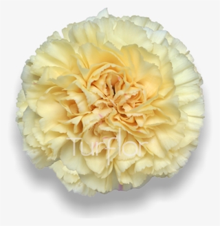 Natalia Ca Png Gold Carnations - Carnation PNG Image | Transparent PNG ...