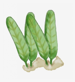 Johnson's Seagrass - Illustration PNG Image | Transparent PNG Free ...