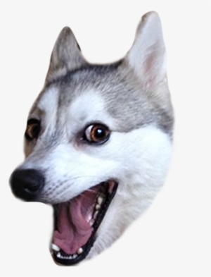Copy Link - Ba Dum Tss Dog PNG Image | Transparent PNG Free Download on ...