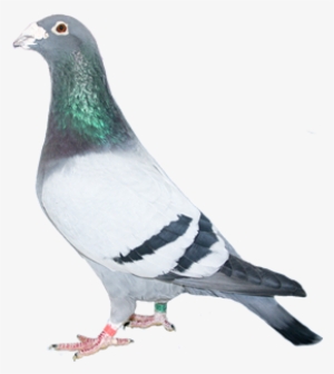 Find Out More - Racing Homer PNG Image | Transparent PNG Free Download ...