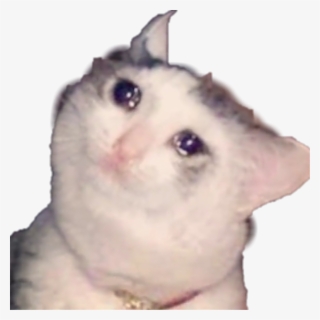 Sad Sadcat Cat Cats Cry Crybaby Tear Tears Crying Kitty PNG Image ...