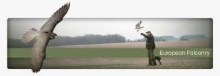 Marshall Radio Telemetry - Hawk PNG Image | Transparent PNG Free ...