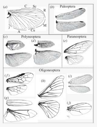 Venation Patterns Of Winged Insects - Wing Modifications In Insects PNG ...