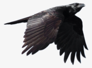 Crow Png Picture - Raven Png PNG Image | Transparent PNG Free Download ...