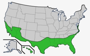 File - Palmtrees - Palm Tree Range Us PNG Image | Transparent PNG Free ...