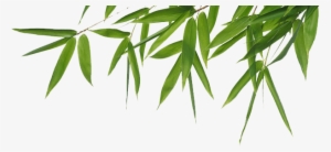 Bamboo Header - Bamboo Transparent PNG Image | Transparent PNG Free ...