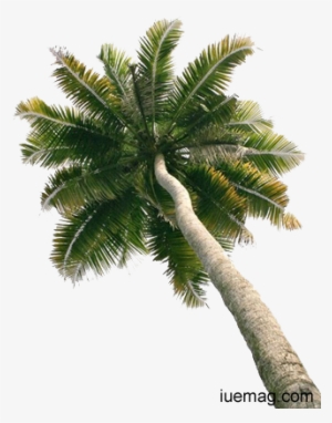 Coconut Trees Png - Single Coconut Tree With Coconut PNG Image ...