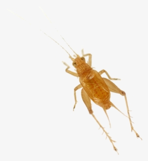 Cricket Insect Download Png - Golden Bell Cricket PNG Image ...