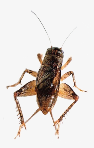 Cricket Bug Png PNG Image | Transparent PNG Free Download on SeekPNG