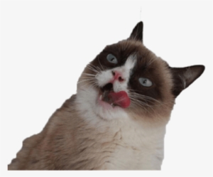 Grumpy Cat Tongue - Grumpy Cat Head Png PNG Image | Transparent PNG ...