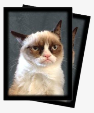 Grumpy Cat - Ultra Pro Grumpy Cat PNG Image | Transparent PNG Free ...