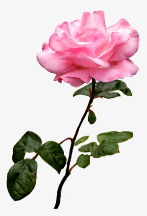 Pink Wild Rose Clip Art - Pink Rose Transparent Background PNG Image ...