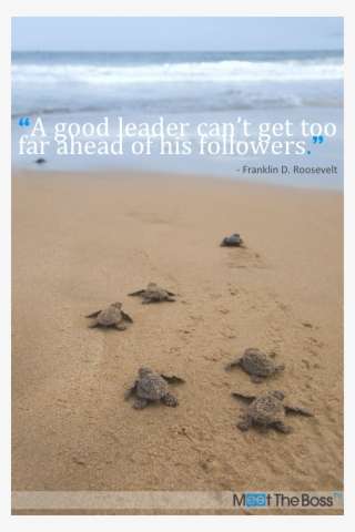 At Sea Turtle Quotes - Quotes About Saving Sea Turtles PNG Image ...