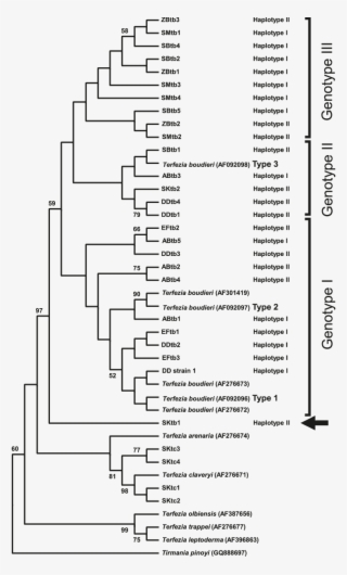 Maximum Likelihood Phylogenetic Tree Based On Internal - Phylogenetic ...