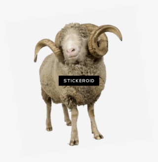 Sheep With Horns - Ram Animal PNG Image | Transparent PNG Free Download ...